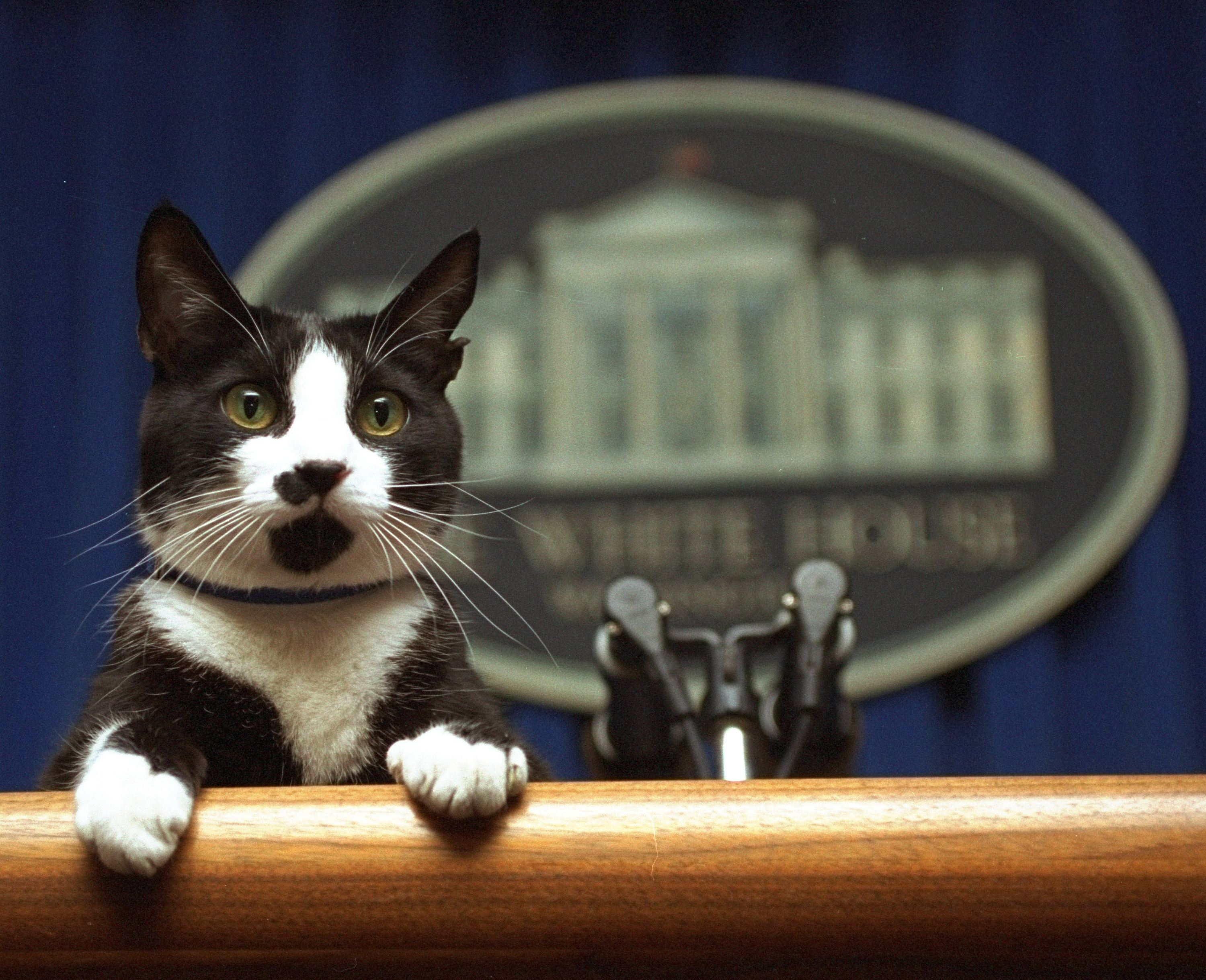 Socks, the Clintons’ cat in the White House, dies | News, Sports, Jobs ...
